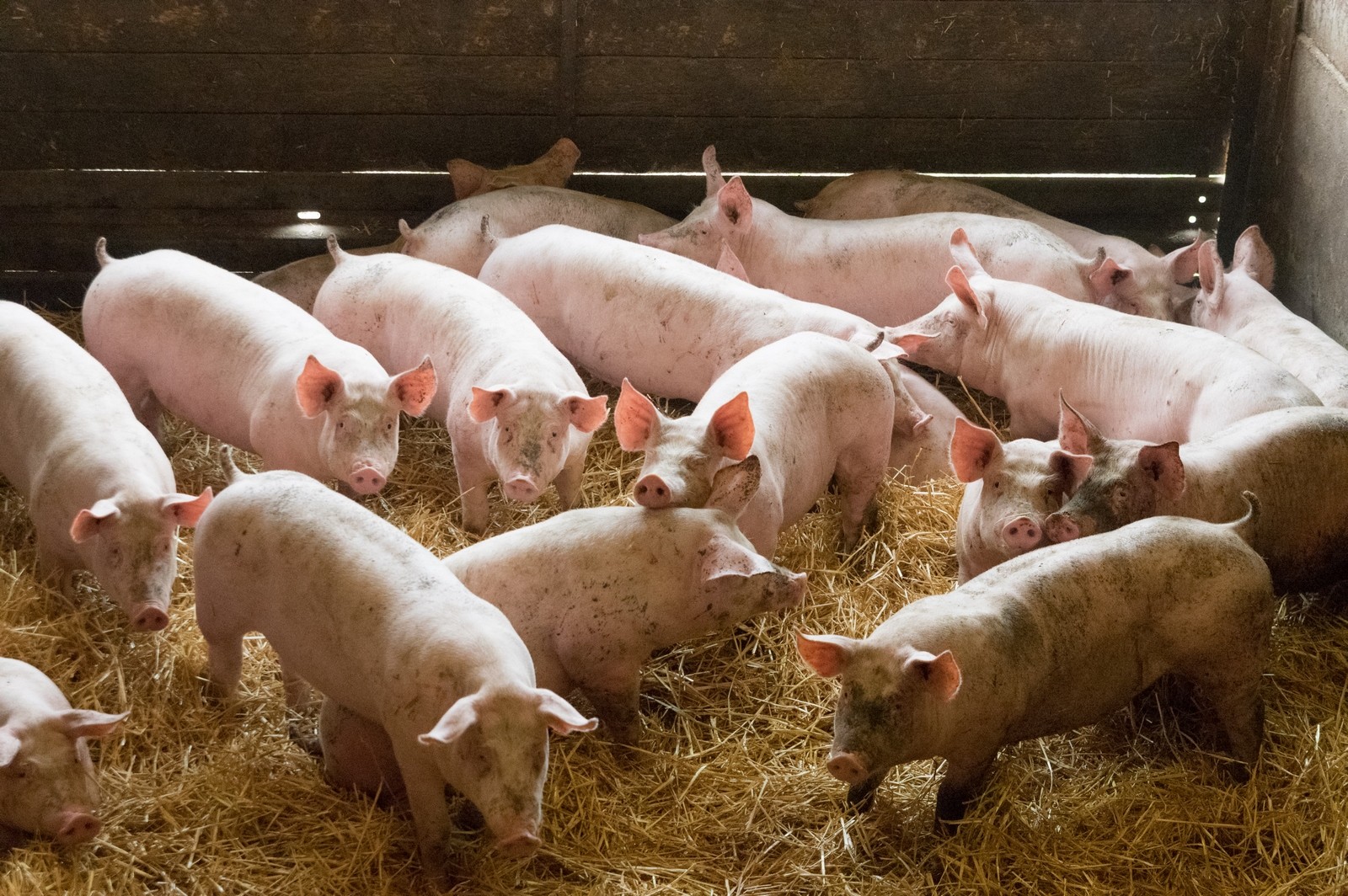 Nos races à viande – Maison Terrier